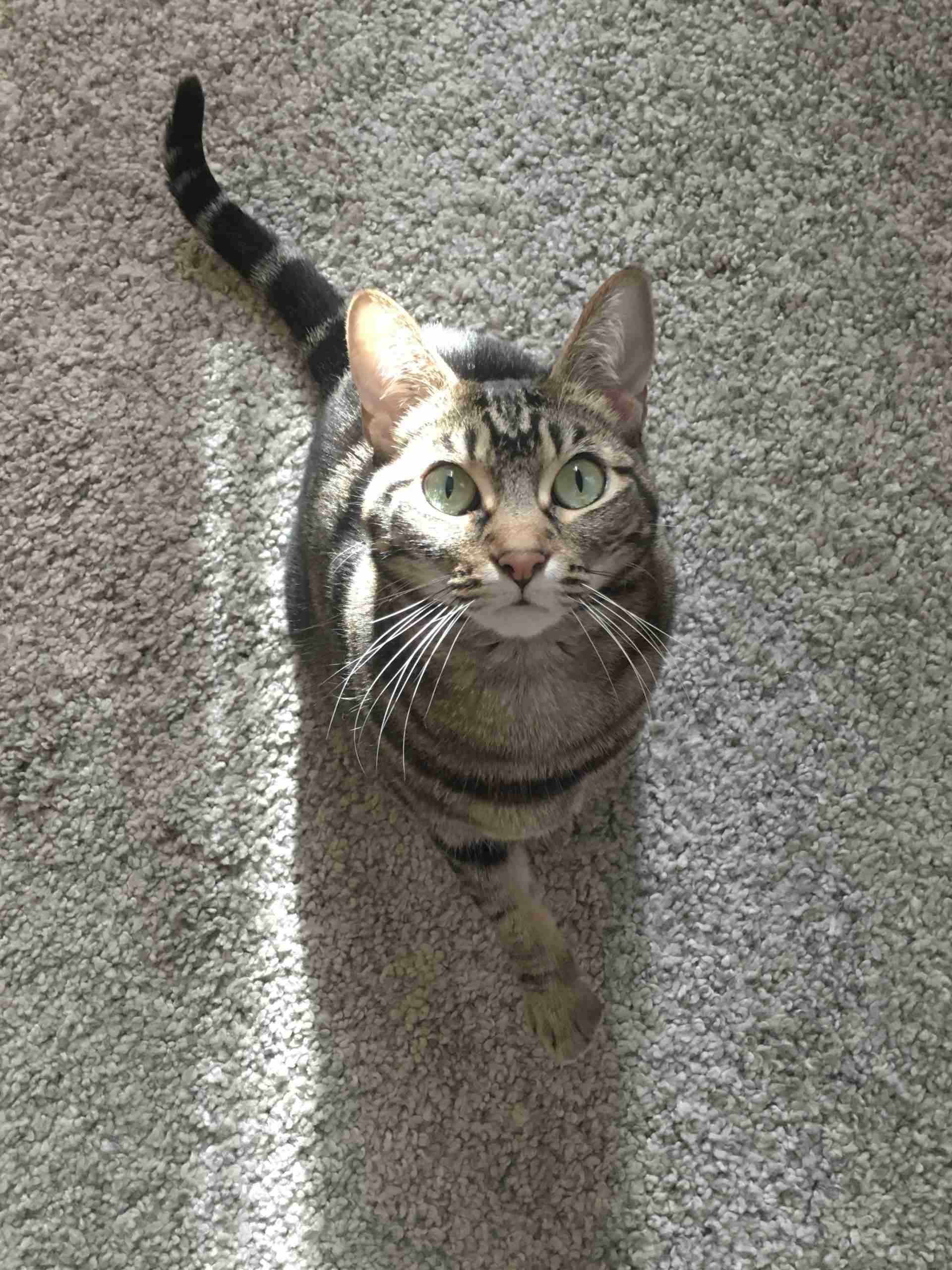 Cat Behavior - VerveCat