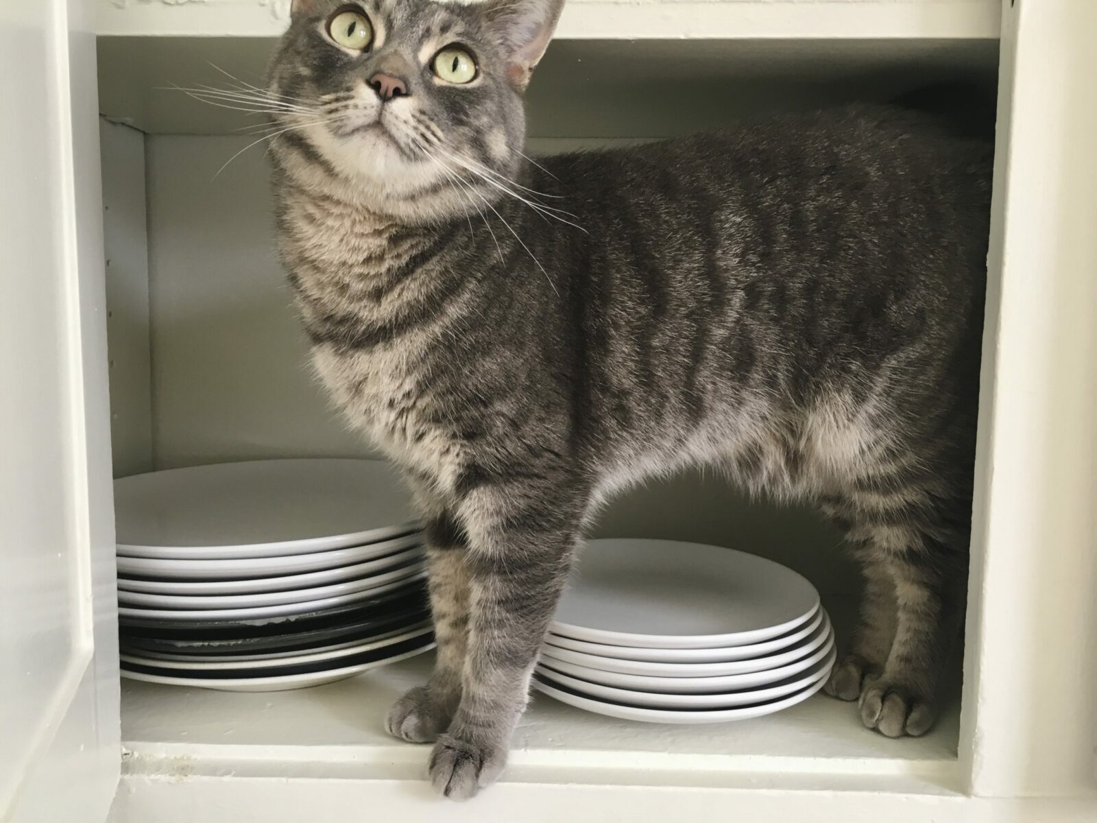 Comprehensive Guide to the Responsibilities of Cat Ownership - VerveCat