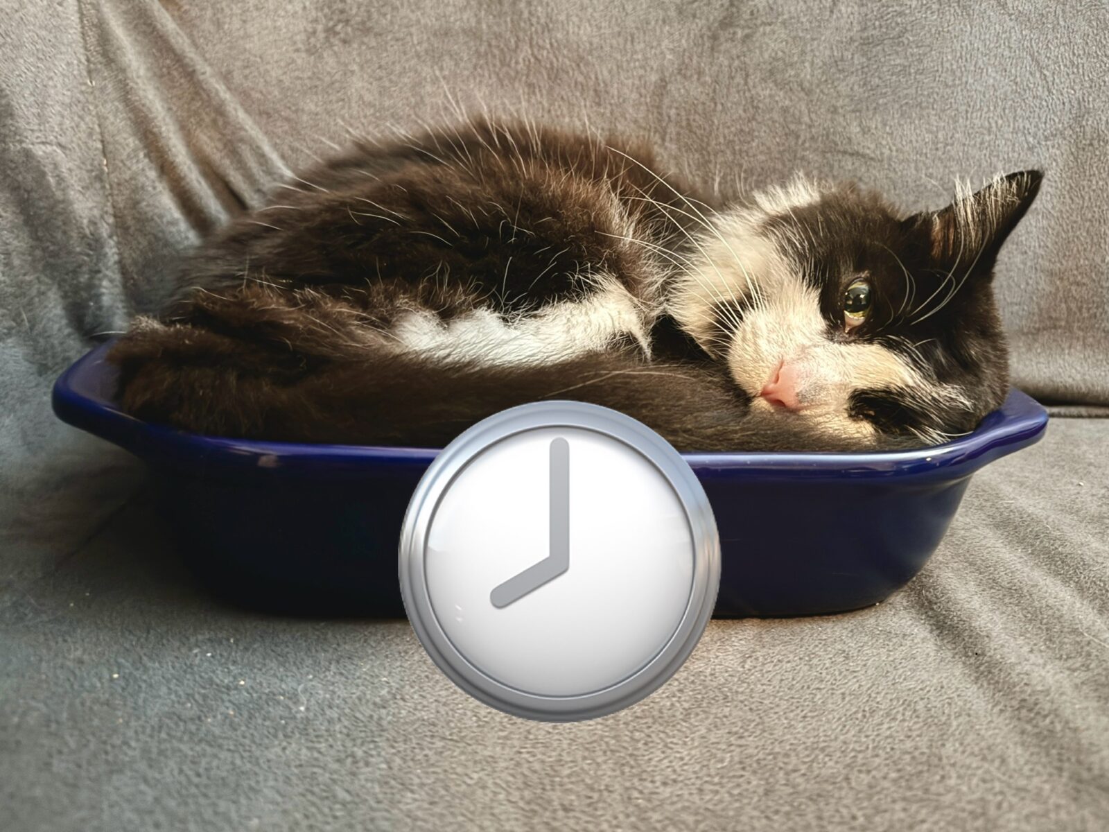 What's the Time Commitment of Having a Cat? - VerveCat
