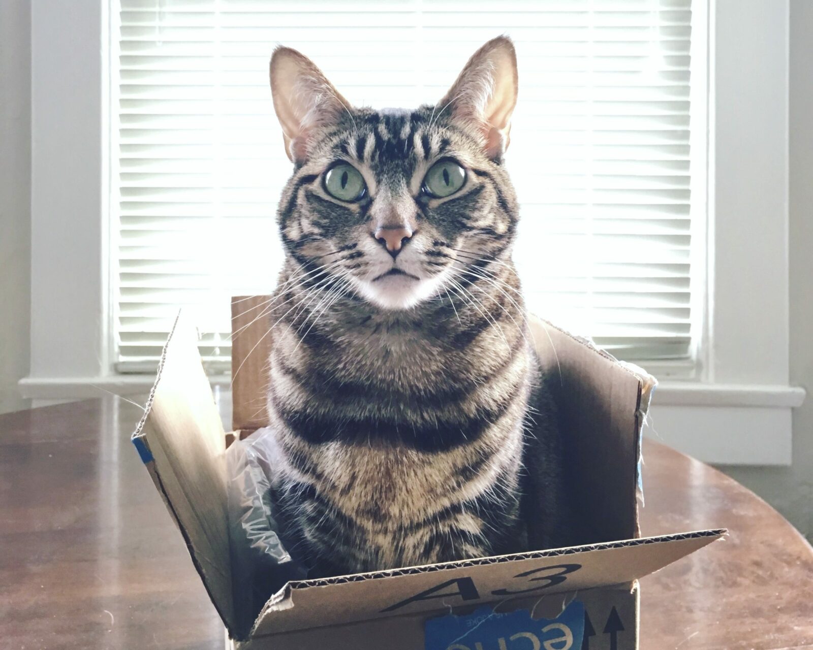 New Cat Checklist: Guide to the Essential Supplies - VerveCat