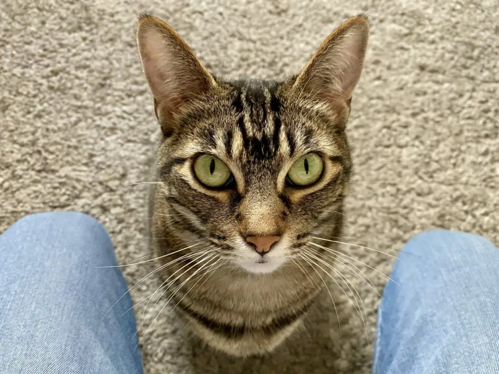 11 Signs Your New Cat or Kitten is Adjusting - VerveCat