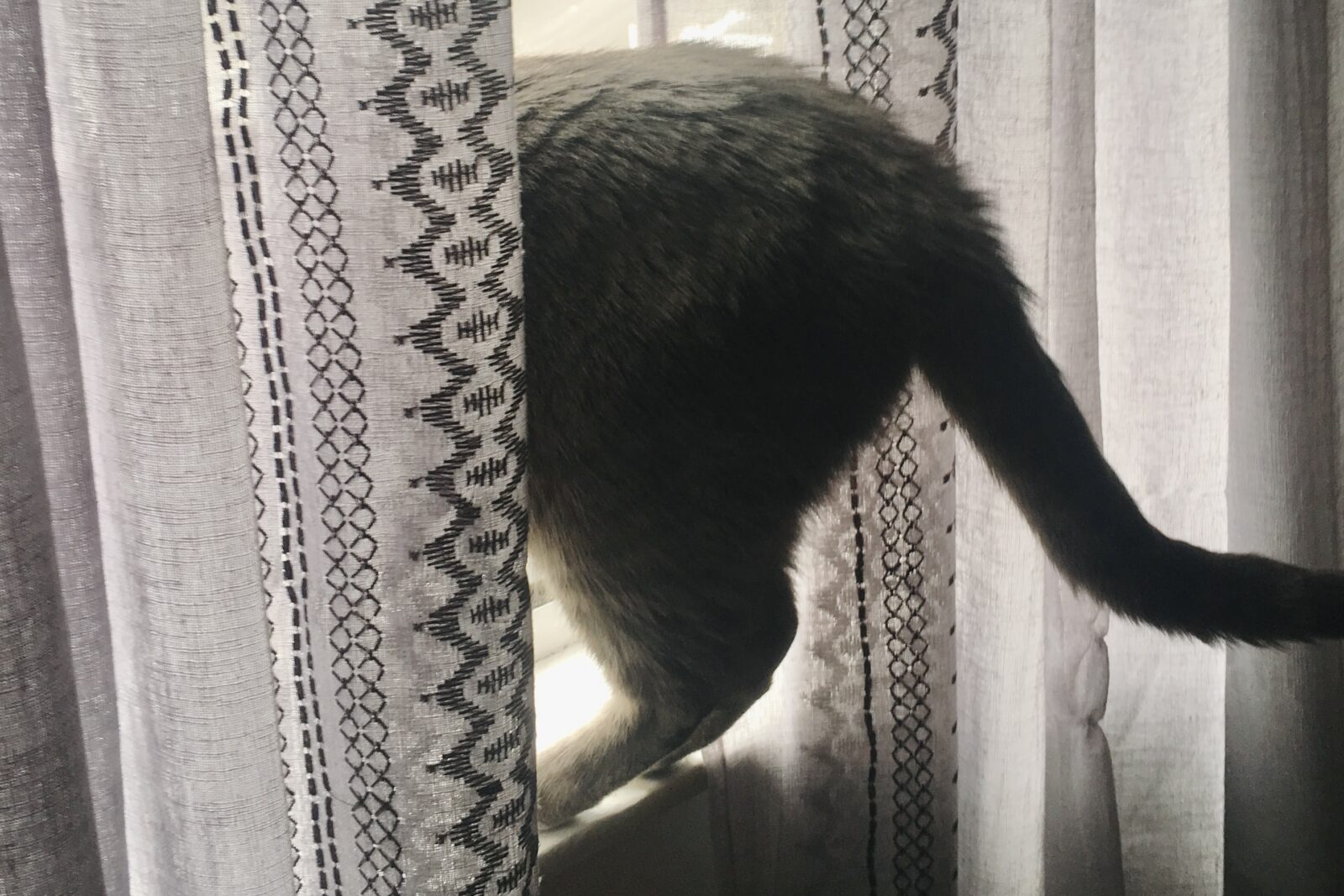 Complete Guide to Cat-Proofing Windows & Screens - VerveCat