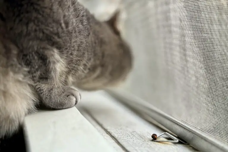 Complete Guide to Cat-Proofing Windows & Screens - VerveCat