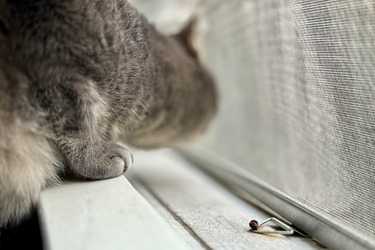 Complete Guide to Cat-Proofing Windows & Screens - VerveCat