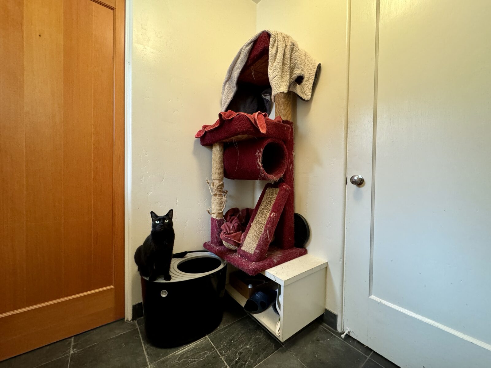 How to Use a Safe Room to Help Your Cat Acclimate - VerveCat