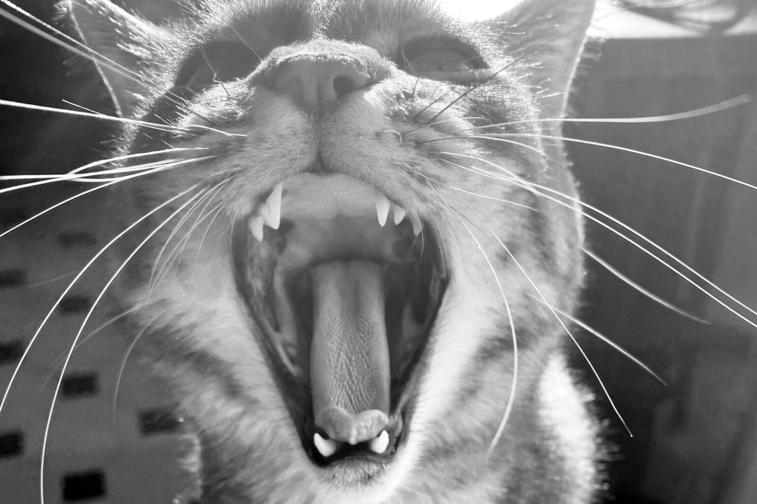 Too Much Meowing? Here’s Why, and What You Can Do About It - VerveCat