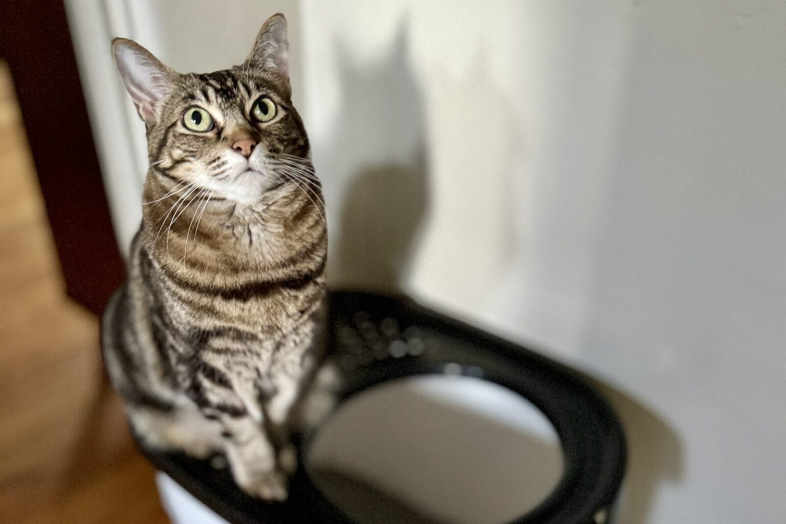 6 Steps for Training a Cat to Use the Litter Box - and What to Avoid ...