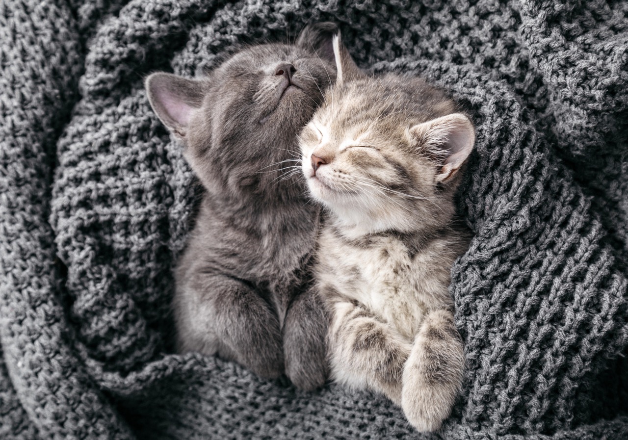9 Reasons You Should Adopt a Bonded Pair of Kittens or Cats - VerveCat
