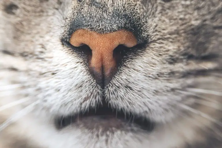 How Cats Use Their Sense of Smell to Understand the World - VerveCat