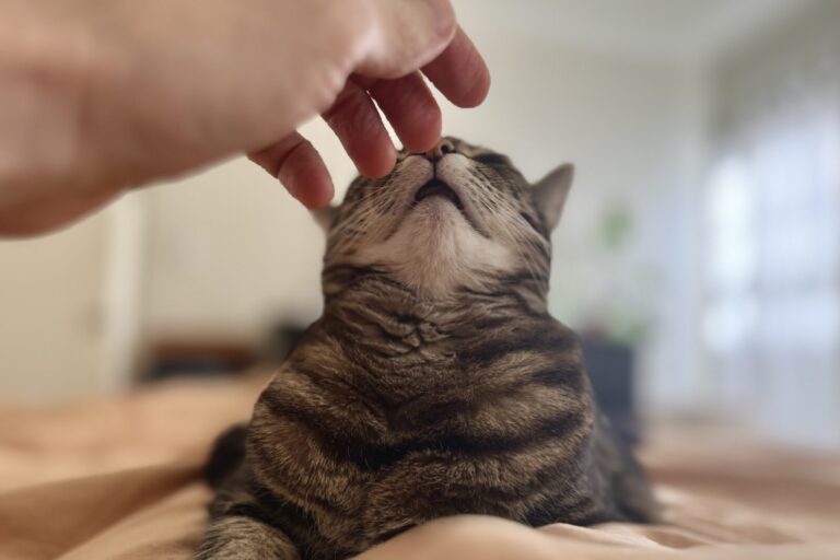 Can Purring Really Heal? The Claims and the Evidence - VerveCat